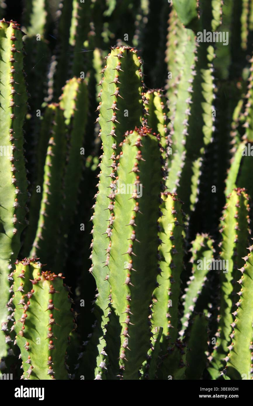 Succulent structure hi-res stock photography and images - Alamy
