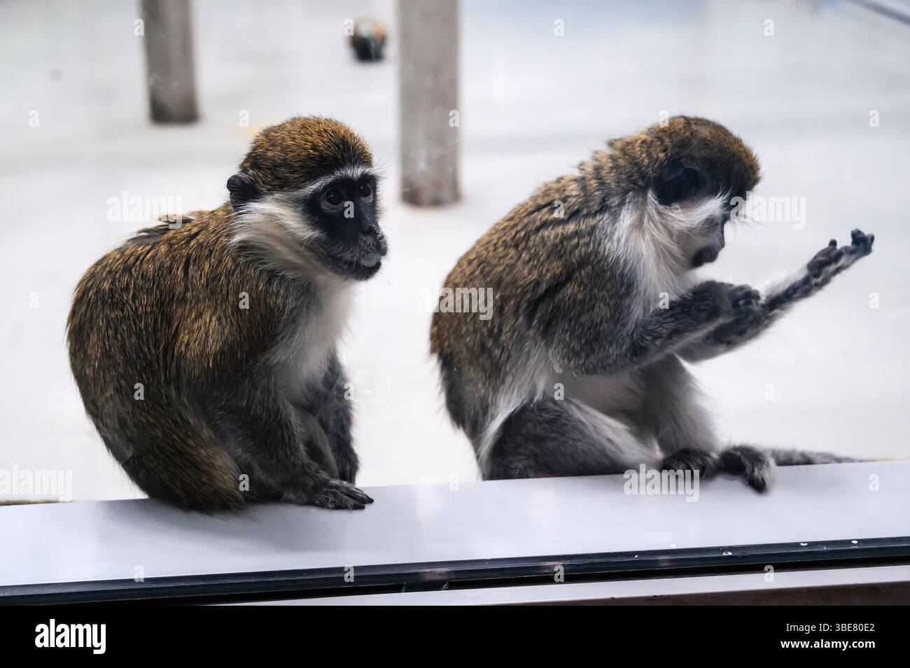 A large portrait of a lazy capuchin monkey behind the glass in the zoo ...