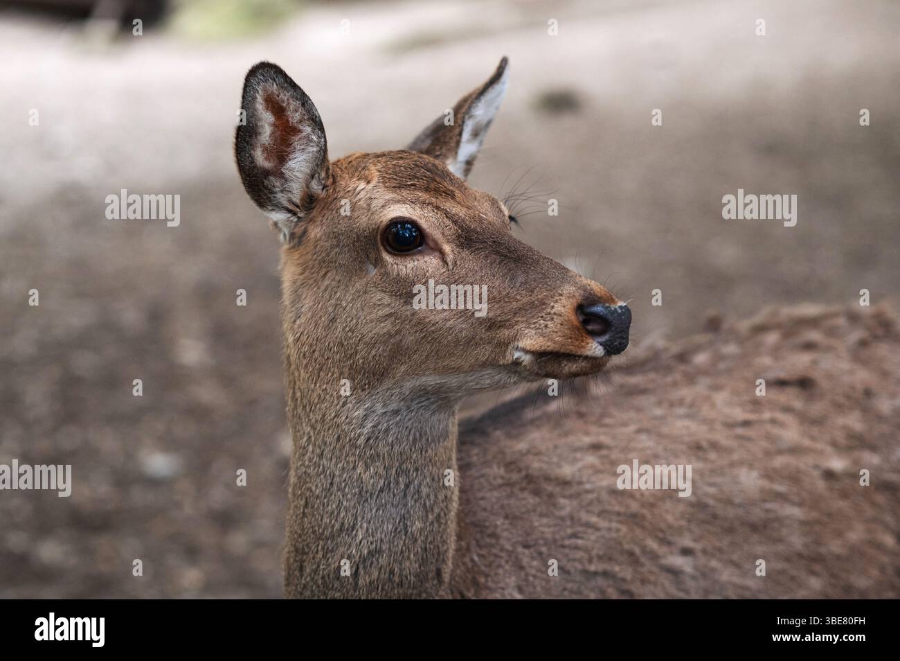 portrait of a young doe in the zoo enclosure Stock Photo - Alamy