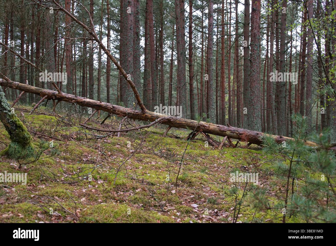 Spring coniferous forest trees grass hi-res stock photography and ...