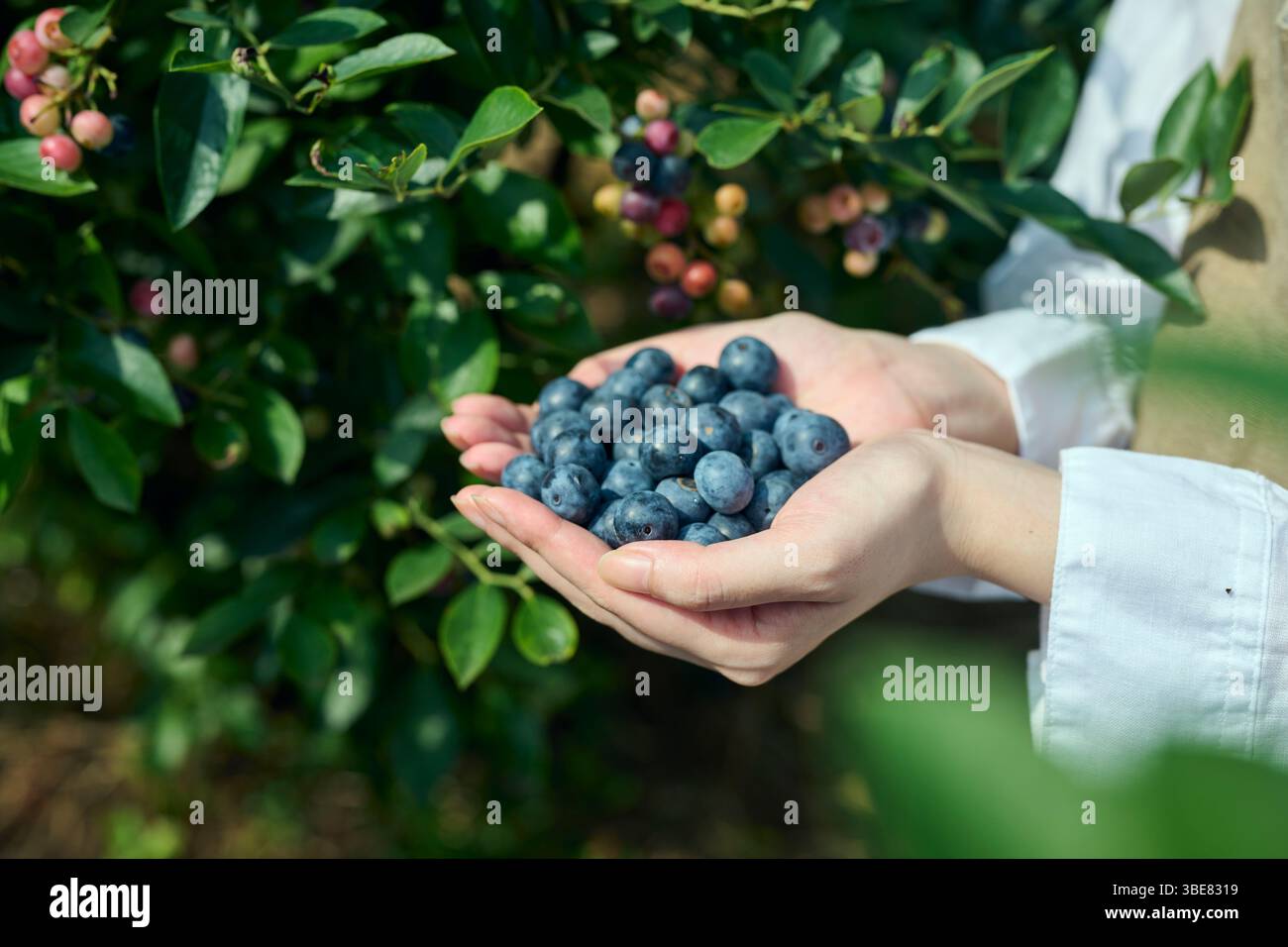 Woman's hands at work harvesting blueberries at the blueberry farm ...