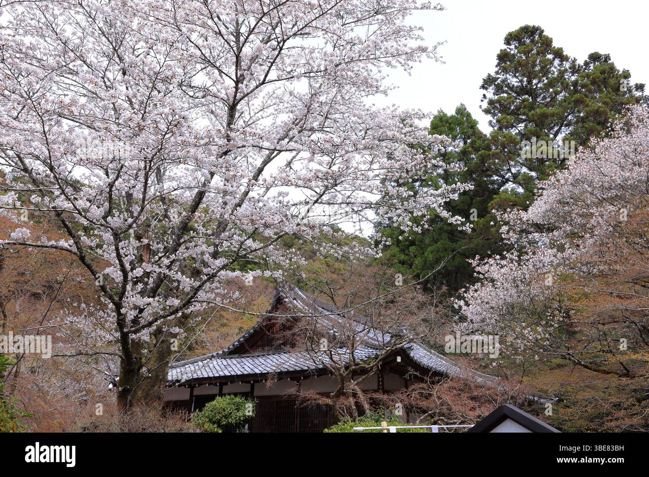 : Daigo-ji Temple with cherry blossoms, a Buddhist temple with 5-story ...