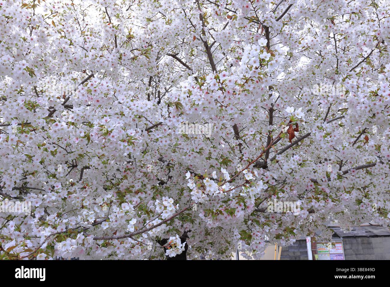 :Heian Shrine, Shinto shrine and landscaped gardens at Okazaki ...