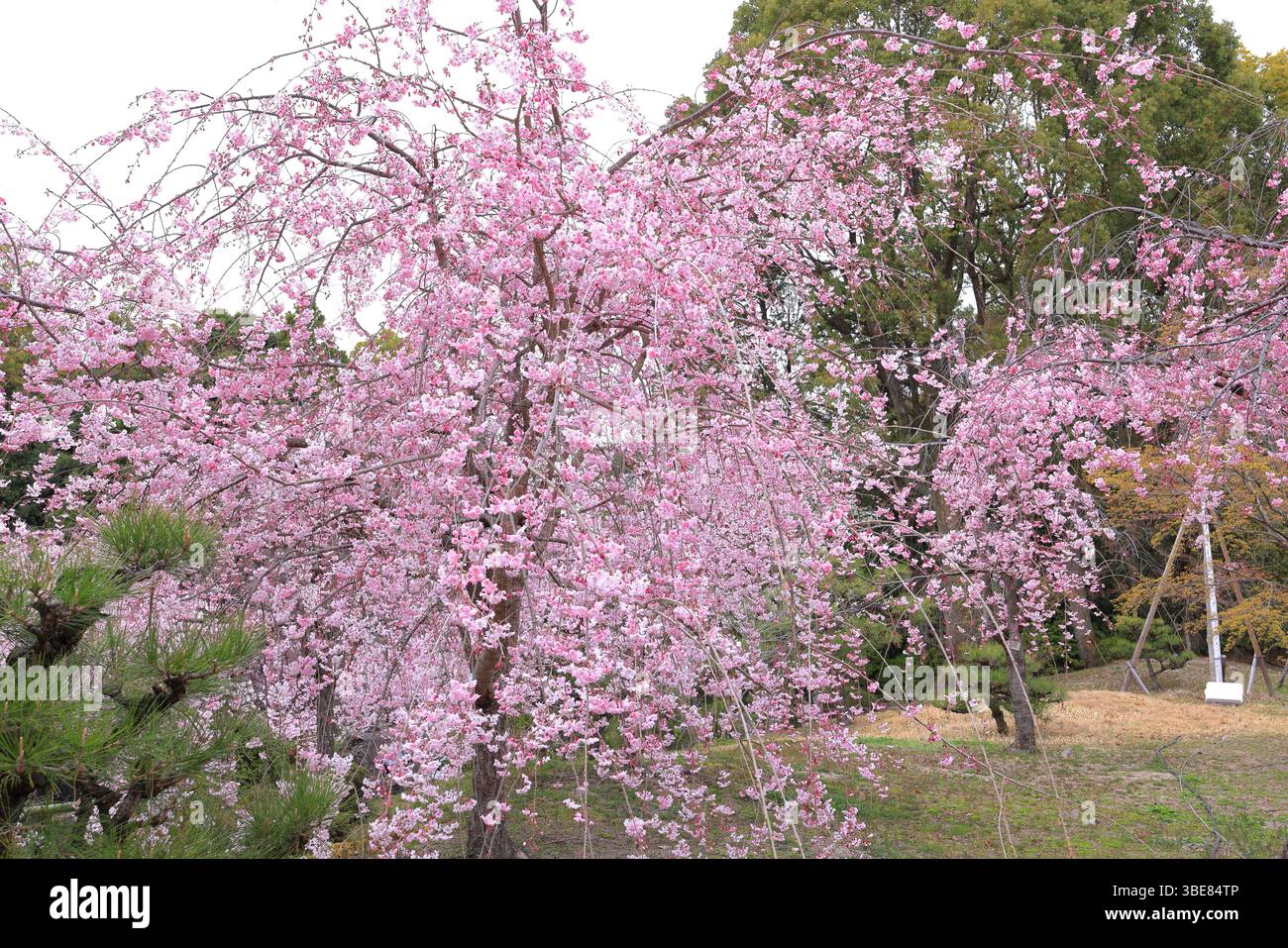 Heian Shrine, Shinto shrine and landscaped gardens at Okazaki ...