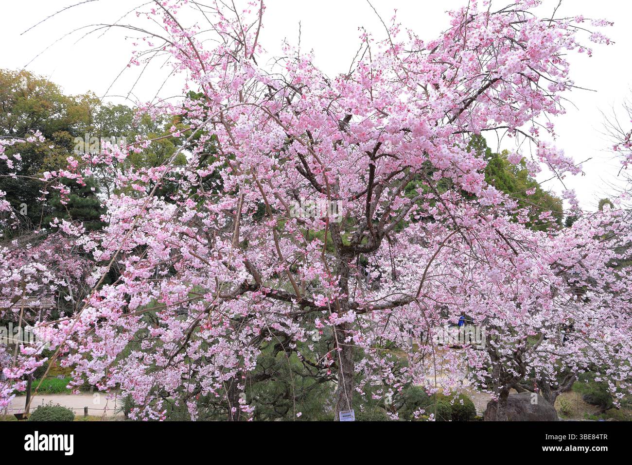 Heian Shrine, Shinto shrine and landscaped gardens at Okazaki ...