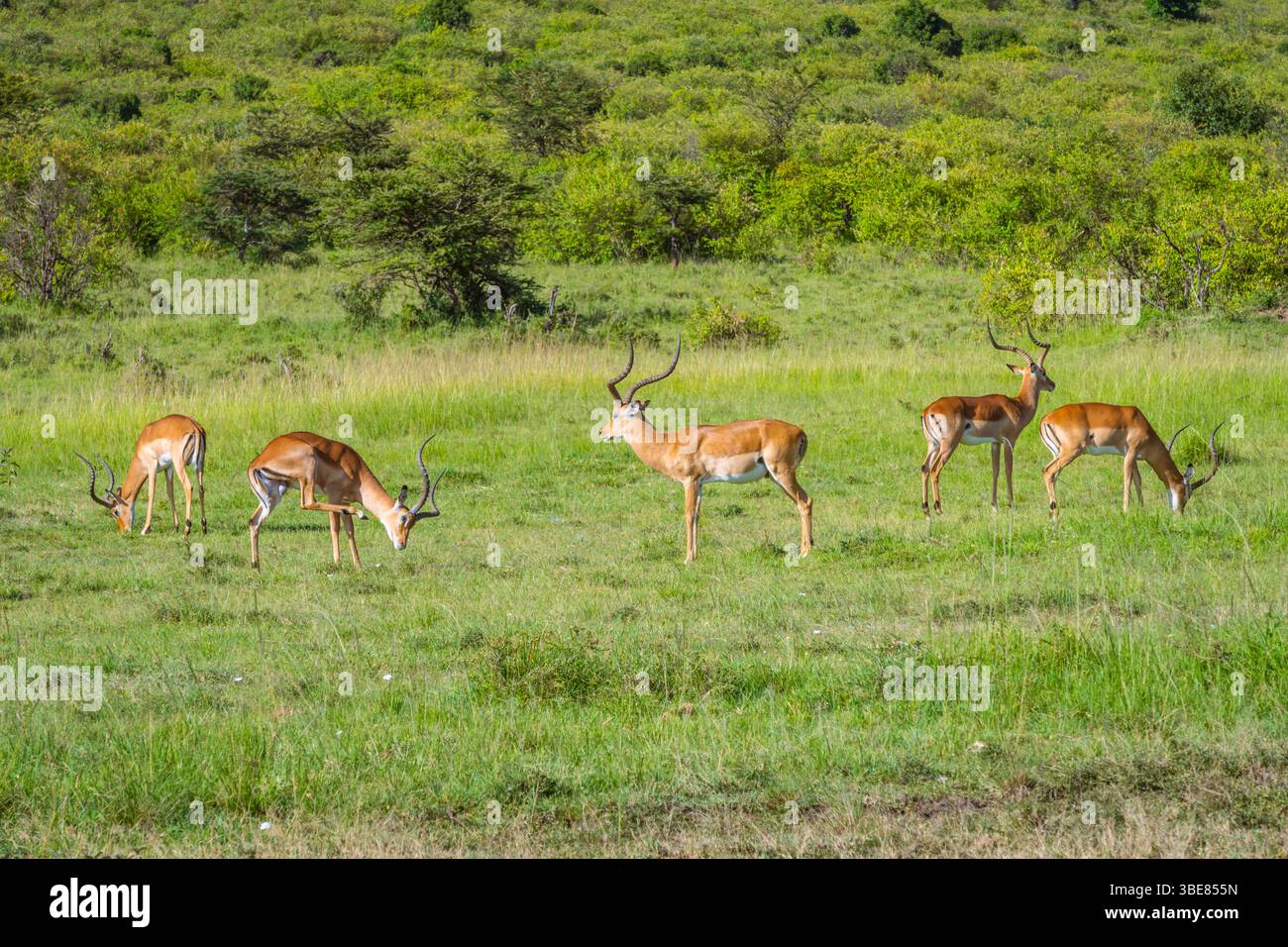Big herd impala antelopes hi-res stock photography and images - Alamy