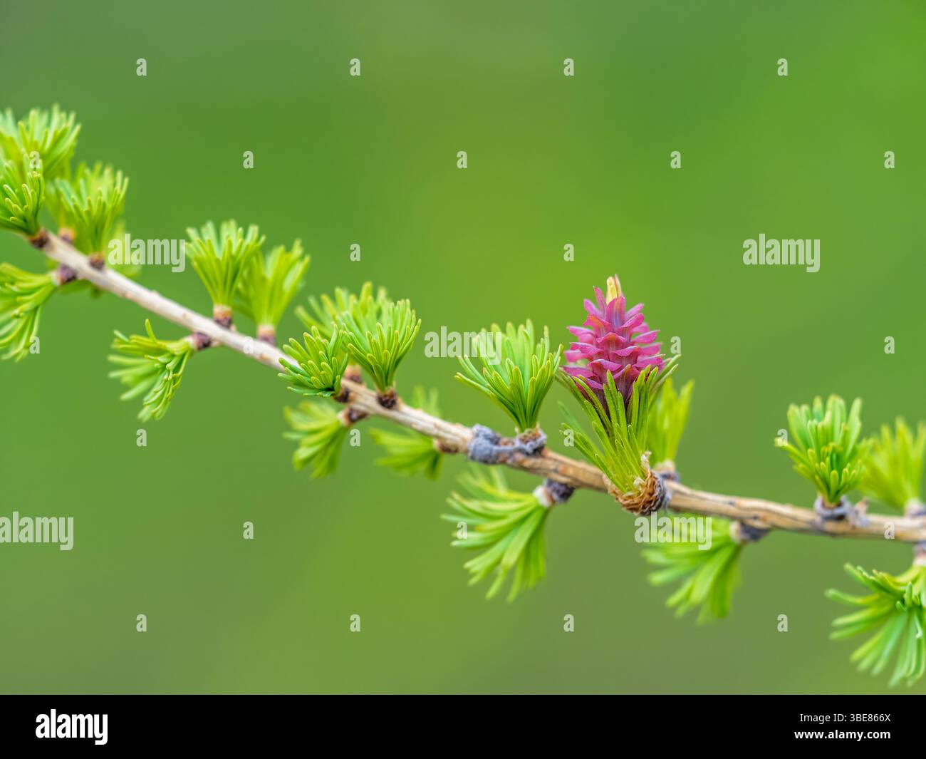 Larch tree fresh pink cones blossom at spring on nature background ...