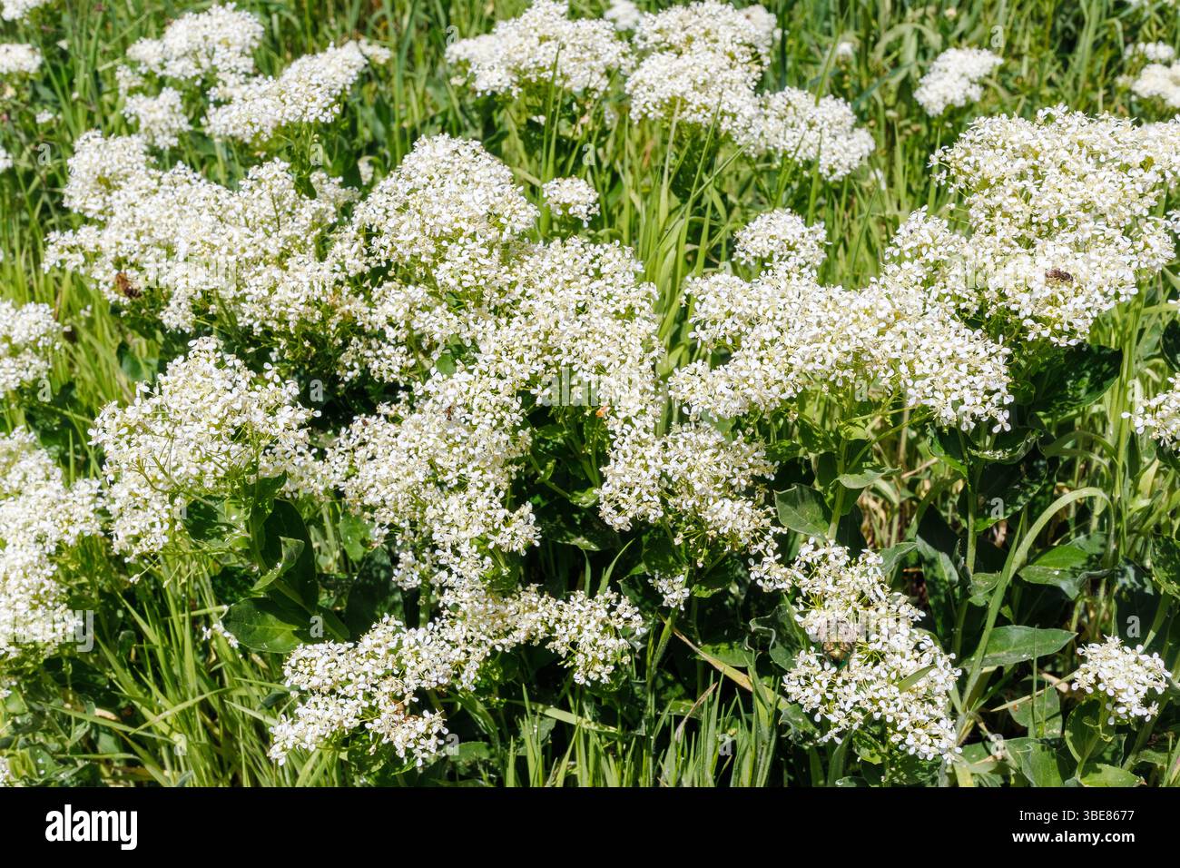 Cluster of Lepidium draba plants with small white flowers growing in a ...