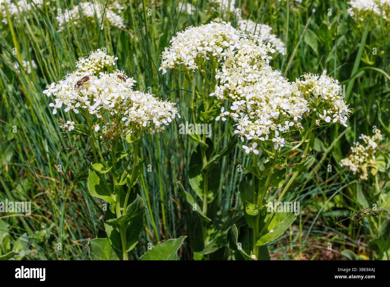 Cluster of Lepidium draba plants with small white flowers growing in a ...