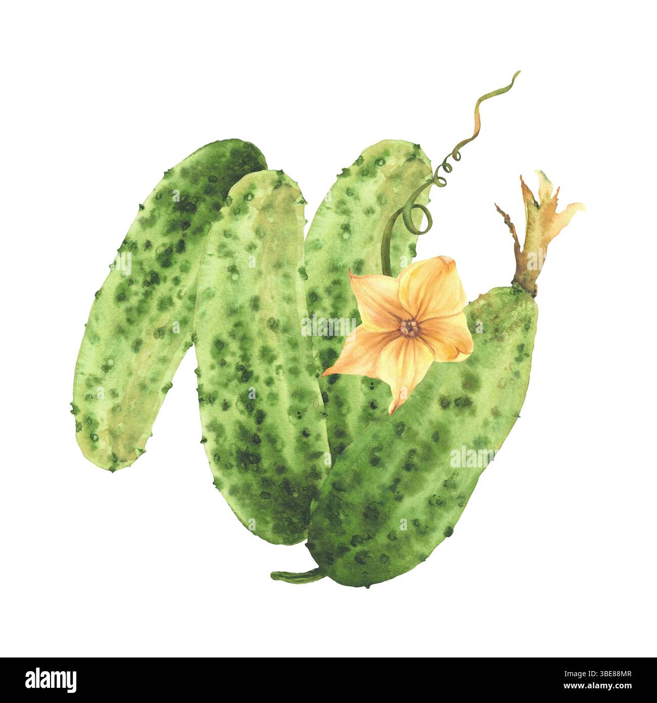 Prickly cucumbers with yellow flowers, leaves, buds and curling plant ...