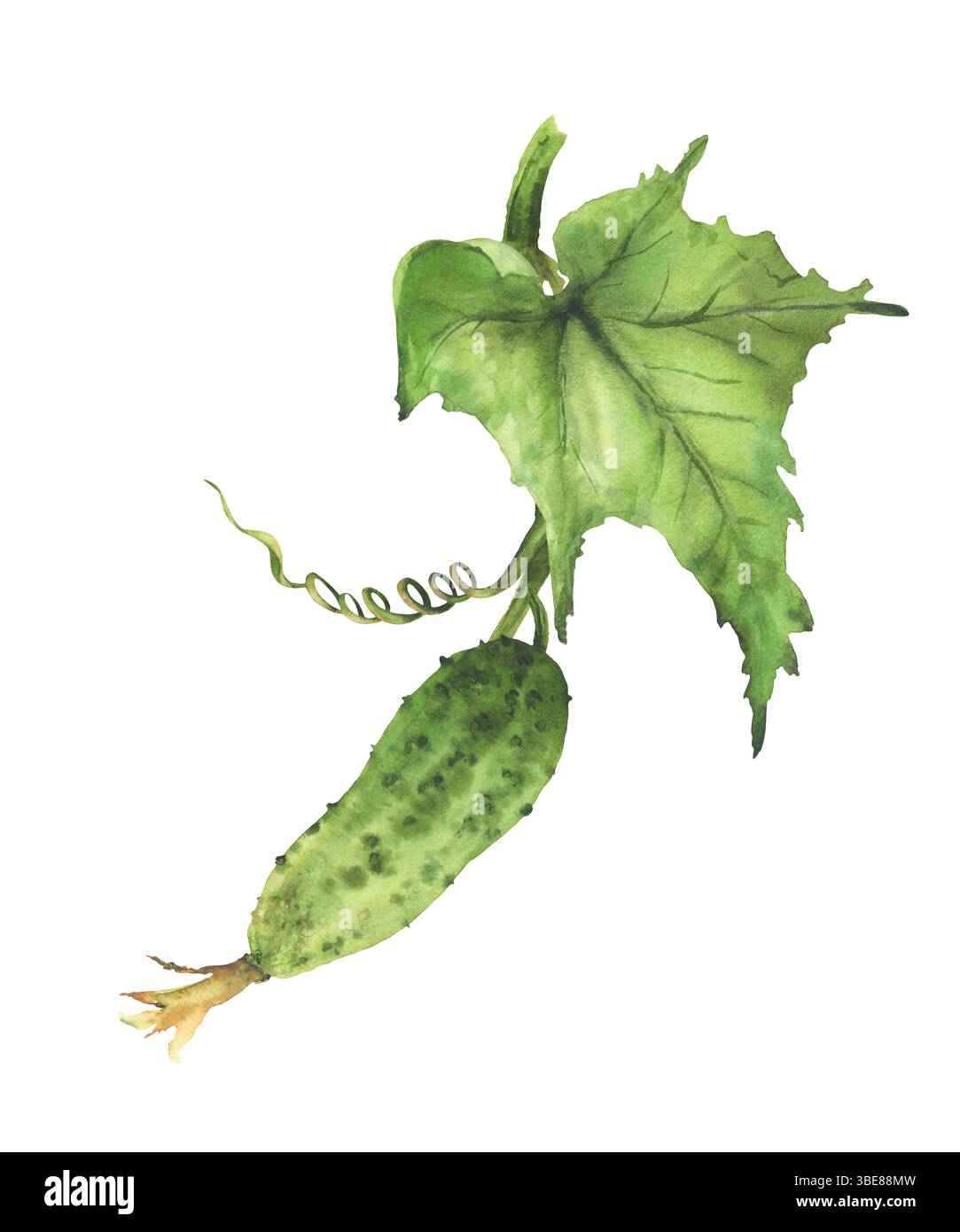 Watercolor Cucumber plant with green leaf and curling tendril and buds ...