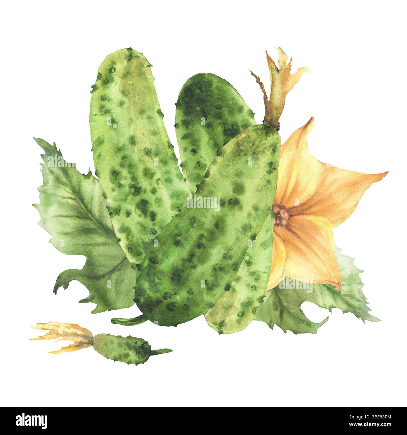 Realistic cucumbers with yellow flowers, leaves, buds and plant leaves ...