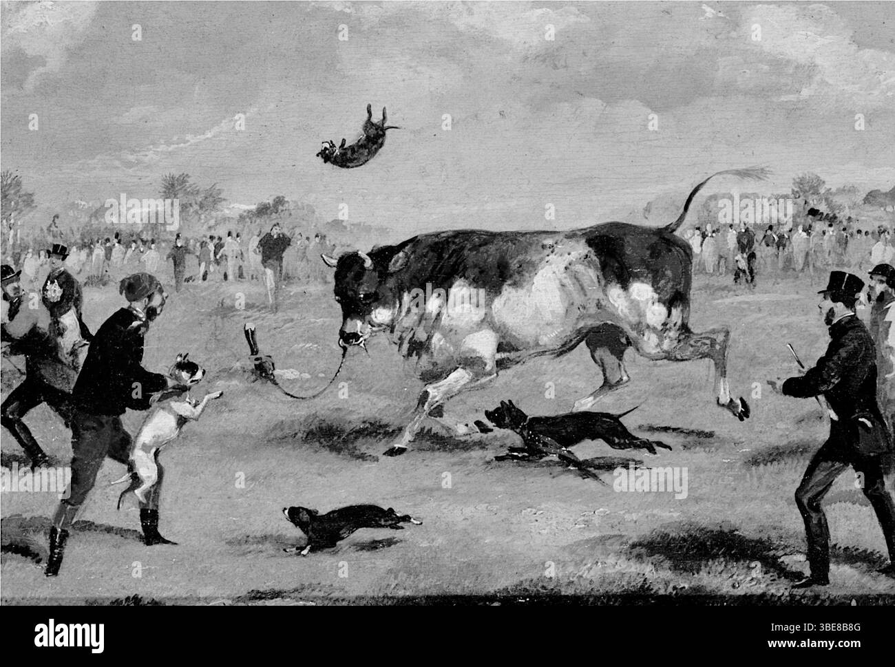 Samuel Henry Alken - Bull Baiting - 1894 Stock Photo - Alamy