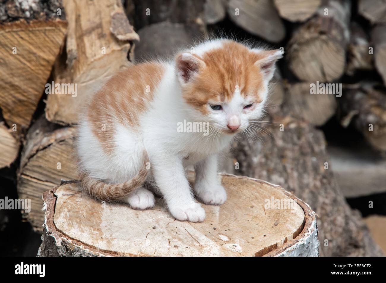 Cute newborn little ginger and white kitten sitting on a tree stump at ...