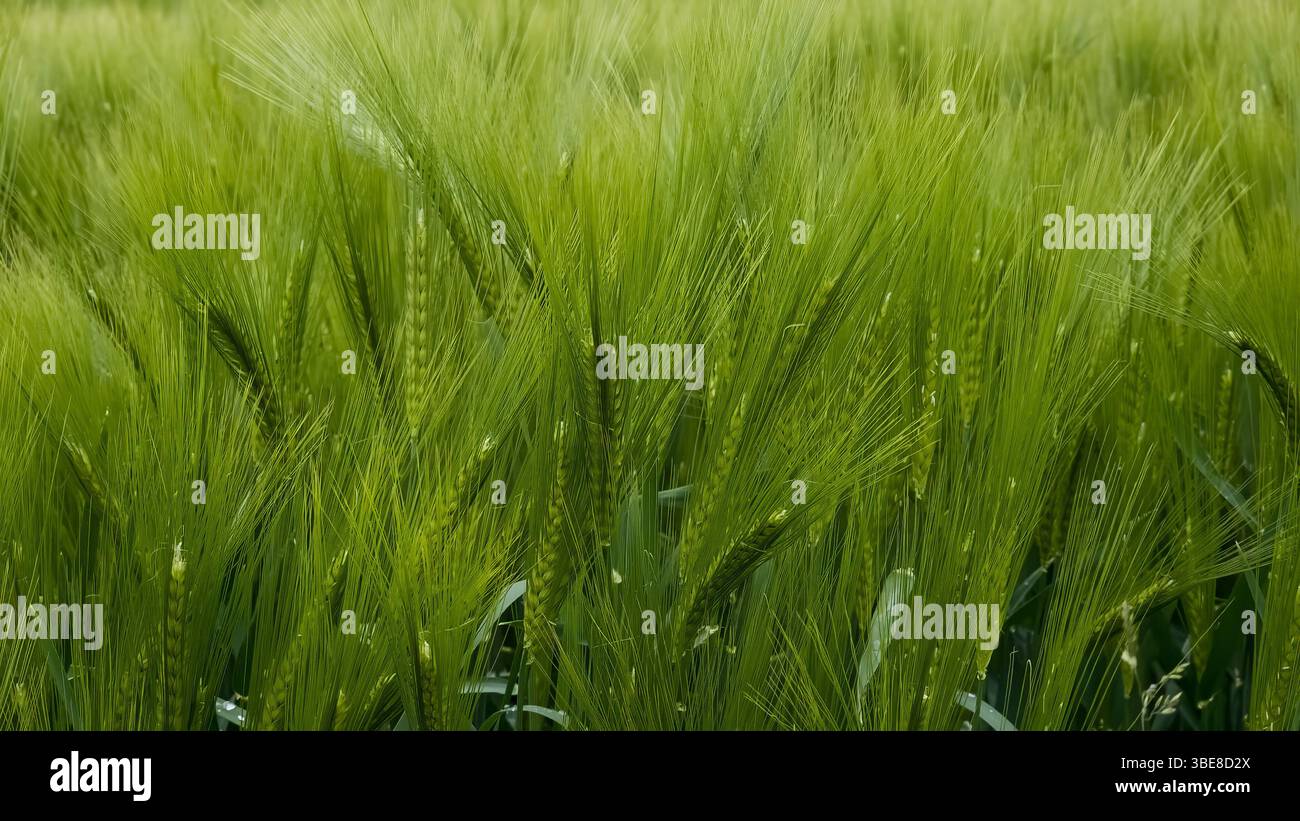 Lush Green Barley Field with Natural Plants in Full Growth Stage Stock ...