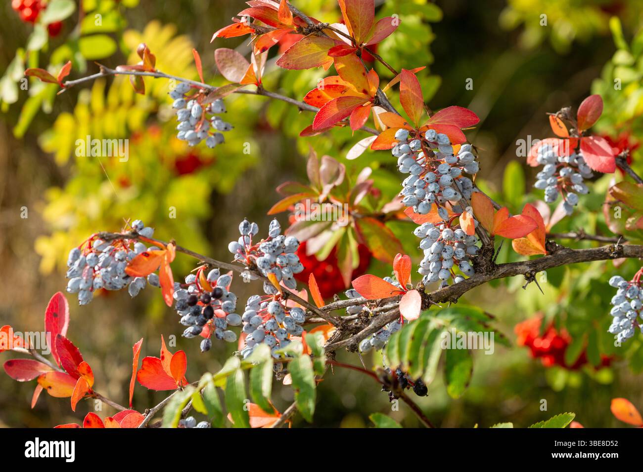 Mara manjal hi-res stock photography and images - Alamy