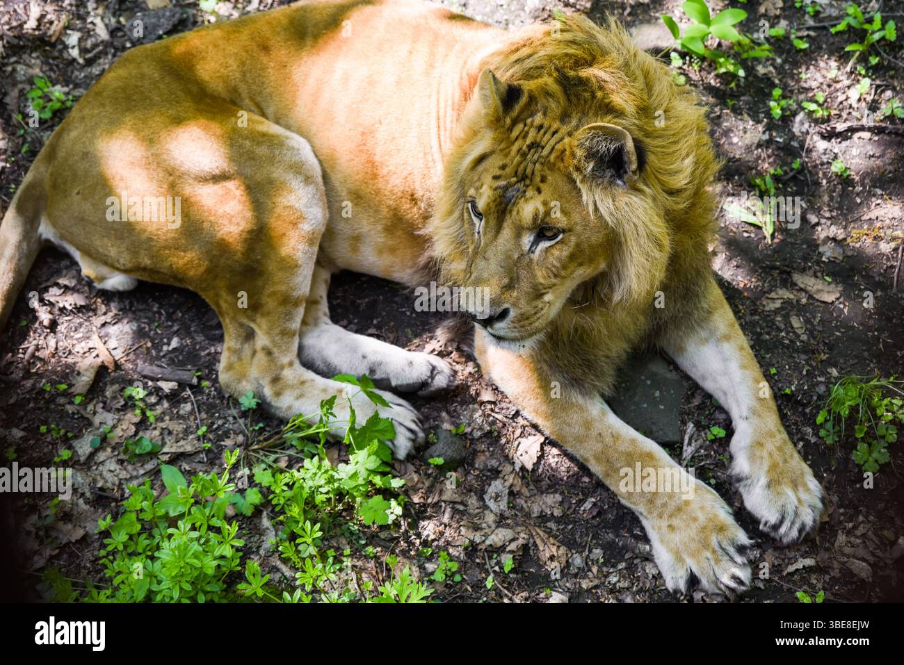 Male liliger lying and looking sideways in Primorsky Krai Russian Far ...