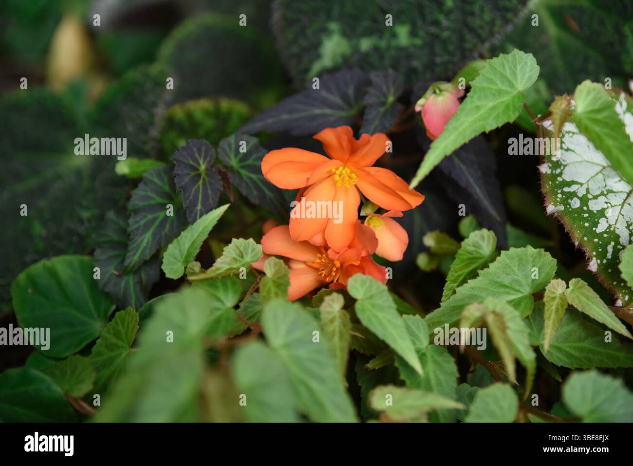 Orange Begonia Pendula in bloom, cascading petals captured in closeup ...