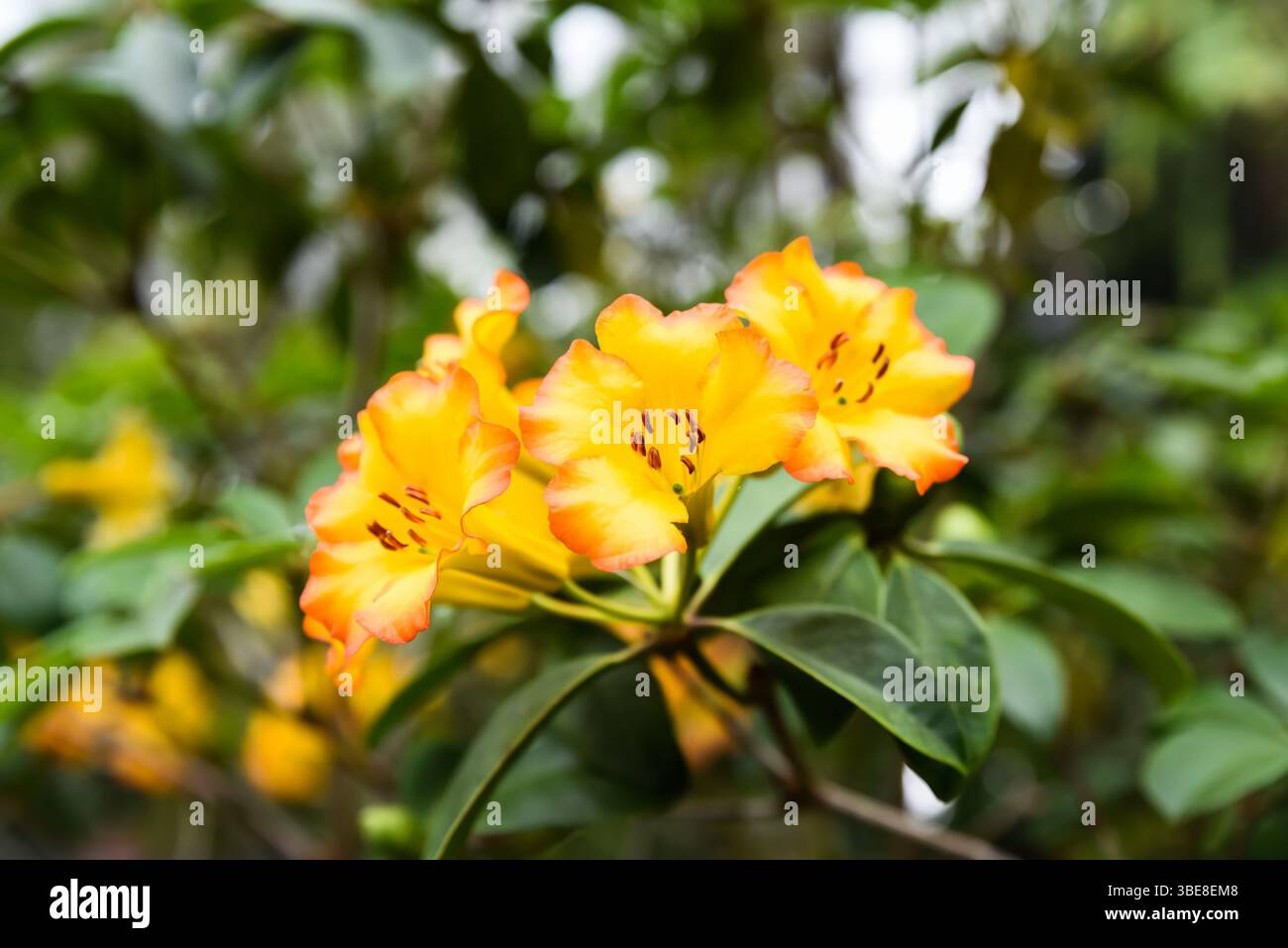 Vivid orange flowers of Rhododendron zoelleri in bloom, native to ...