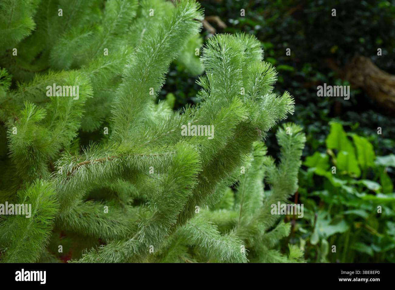 Close-up of Adenanthos sericeus woolly bush showing its distinctive ...