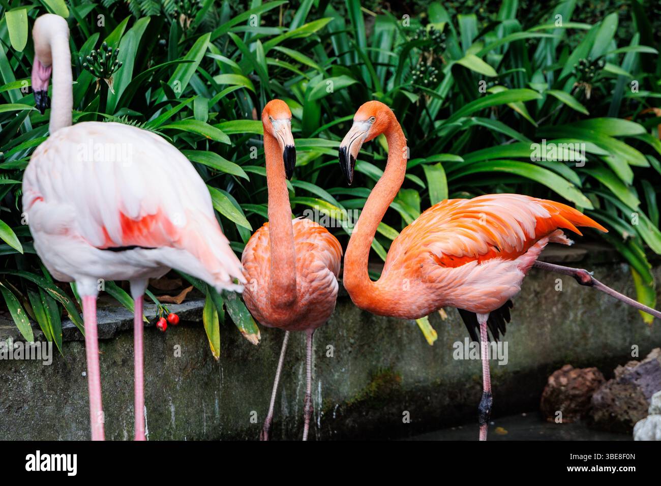 Flamingos in Monte Palace - Tropical Garden in Funchal city, capital of ...