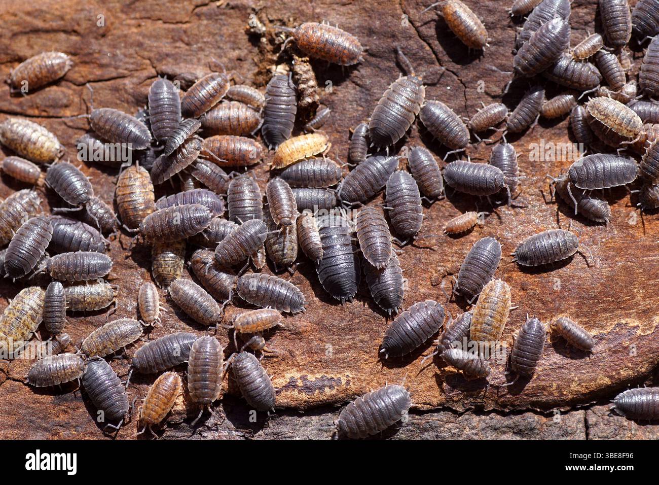 Many Common rough woodlice, rough woodlouse (Porcellio scaber), family ...