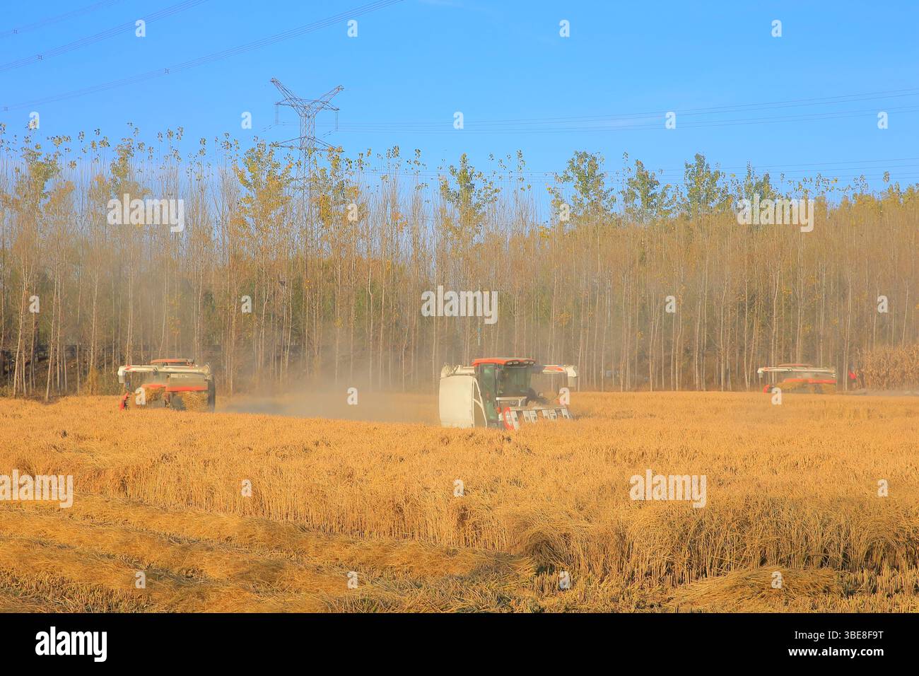 The scene of rice field harvesters working and a bountiful harvest ...