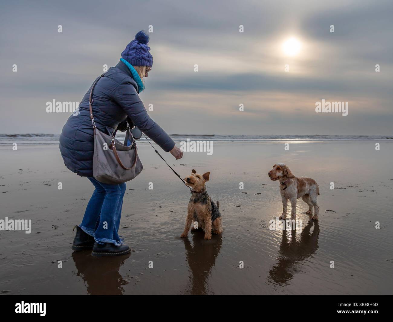 female professional dog trainer/walker on the beach with 2 dogs. show ...