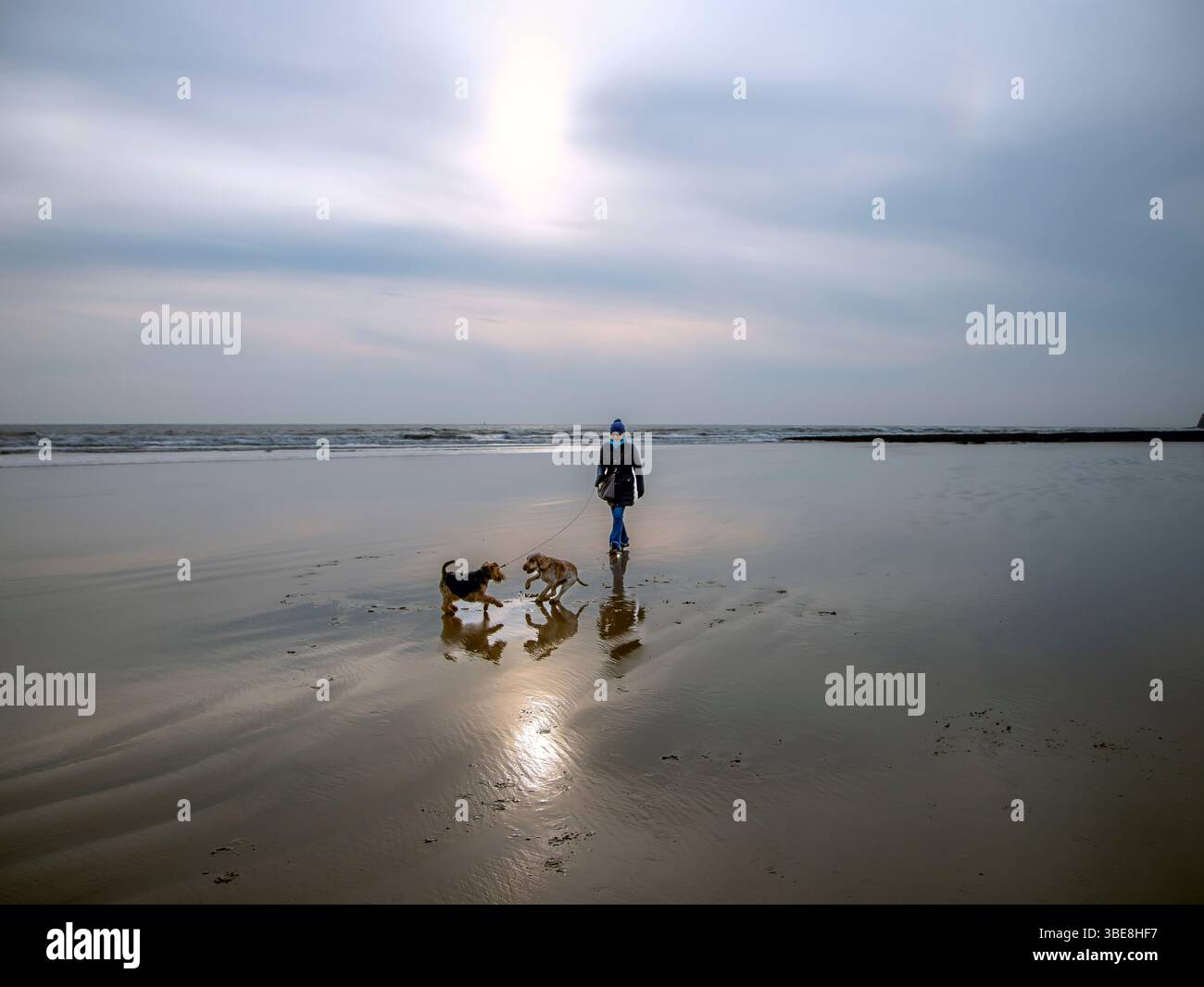 female professional dog trainer/walker on the beach with 2 dogs. show ...