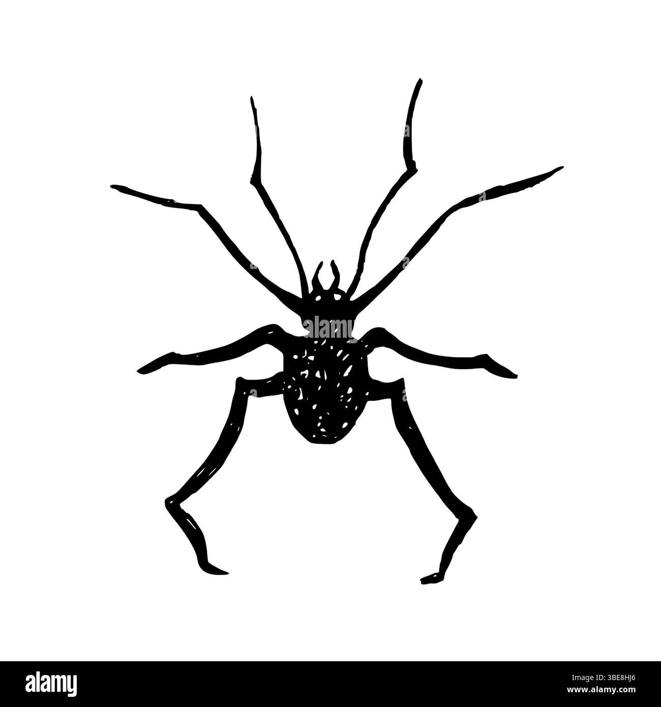 Arthropod vector art Black and White Stock Photos & Images - Alamy