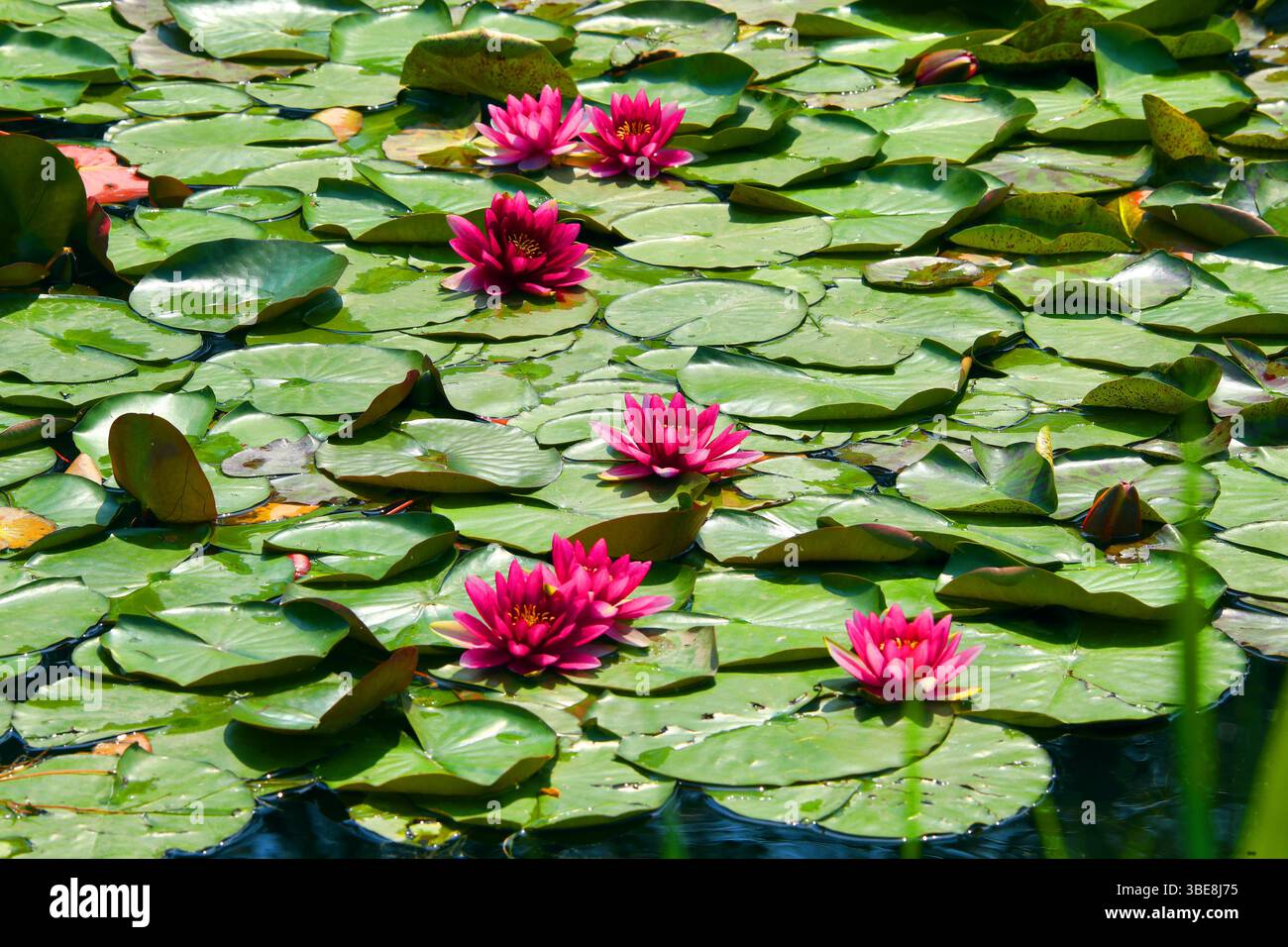 Water lilies burst into bloom at the Old Summer Palace in Beijing ...