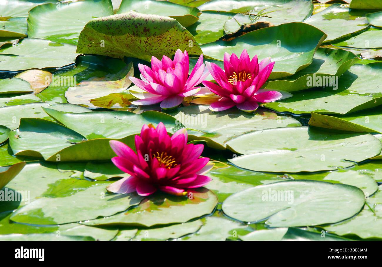 Water lilies burst into bloom at the Old Summer Palace in Beijing ...