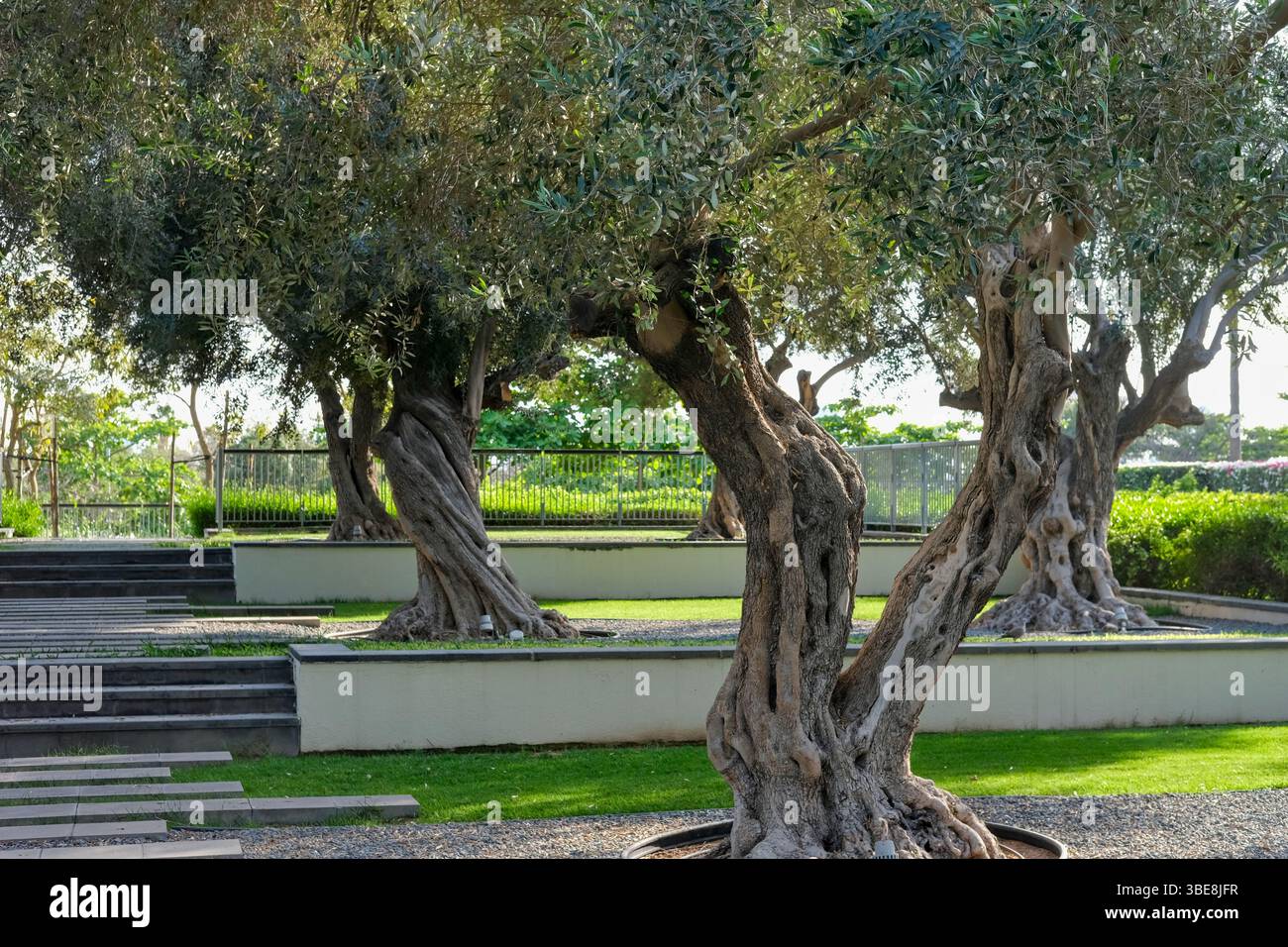 Centuries-old decorative olive trees in the garden park in UAE, climate ...