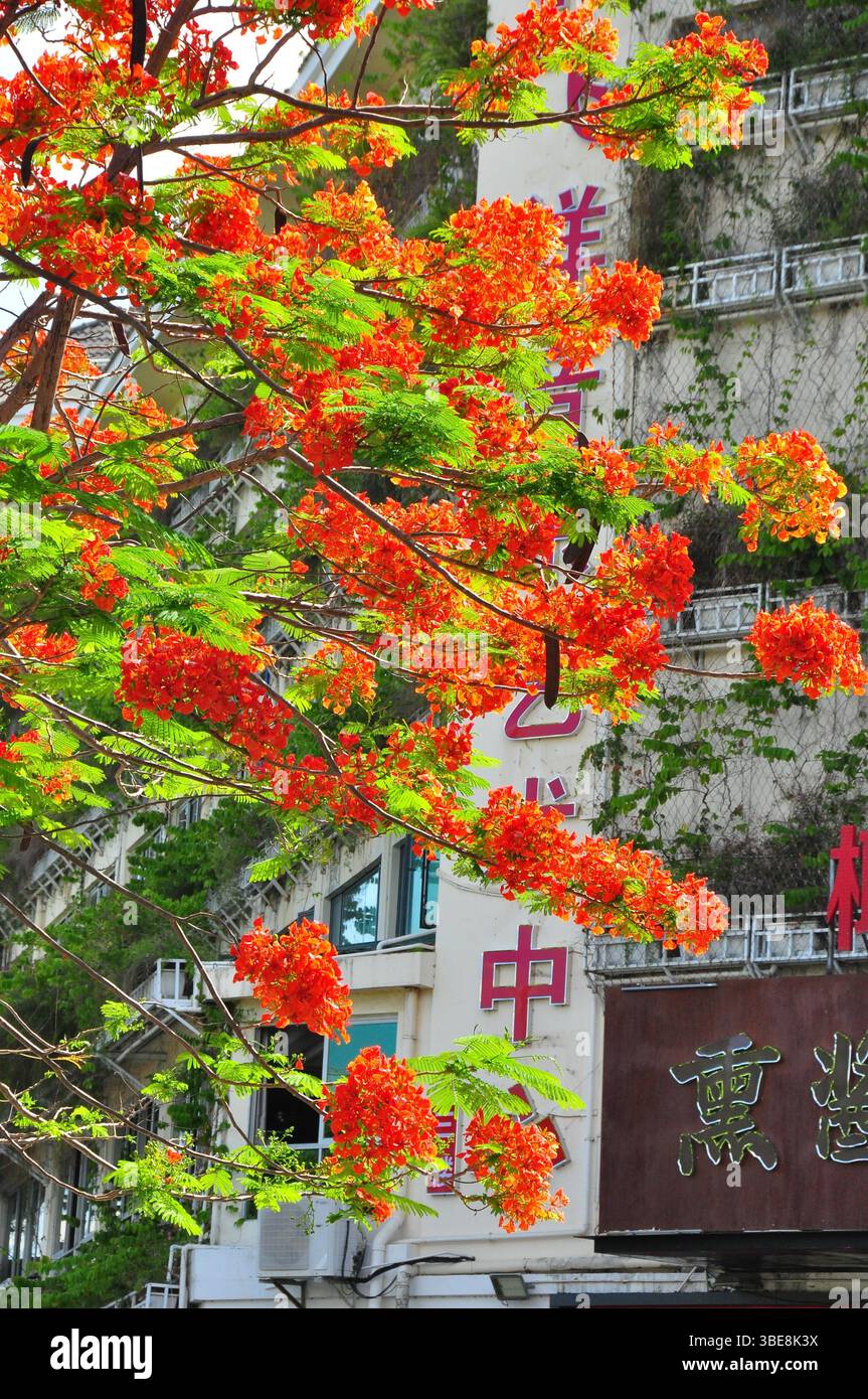 Phoenix flowers are in full bloom in Sanya City, southernmost China's ...