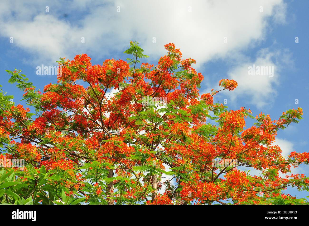 Phoenix flowers are in full bloom in Sanya City, southernmost China's ...
