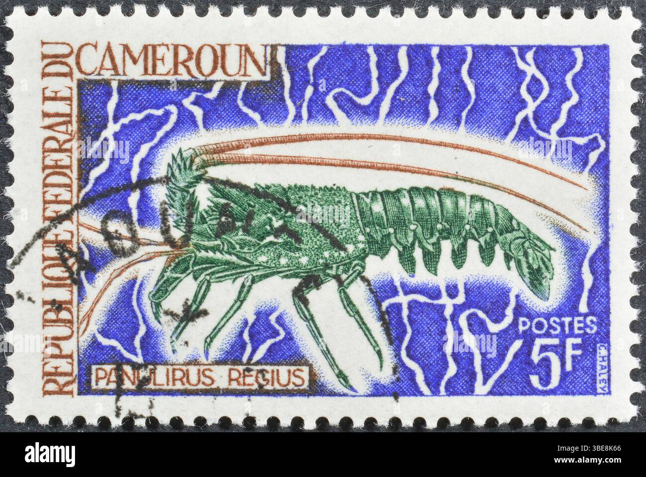 Royal spiny lobster hi-res stock photography and images - Alamy