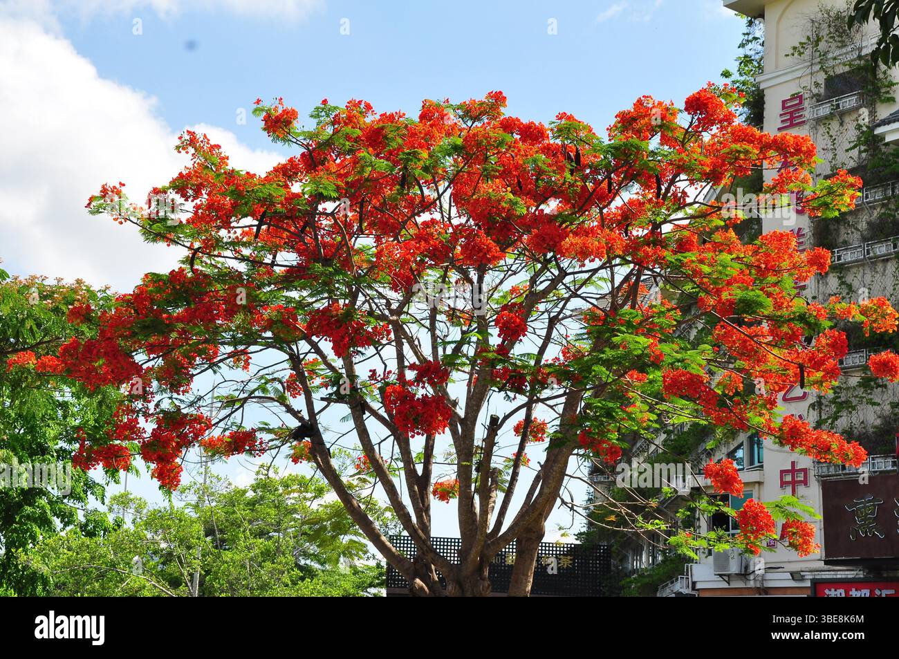 Phoenix flowers are in full bloom in Sanya City, southernmost China's ...