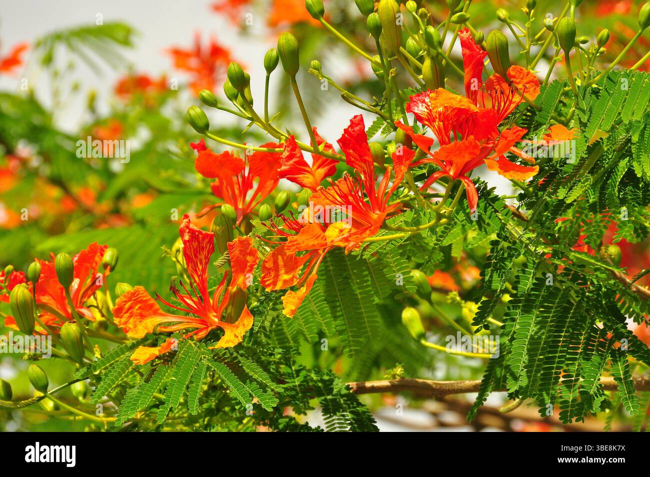 Phoenix flowers are in full bloom in Sanya City, southernmost China's ...