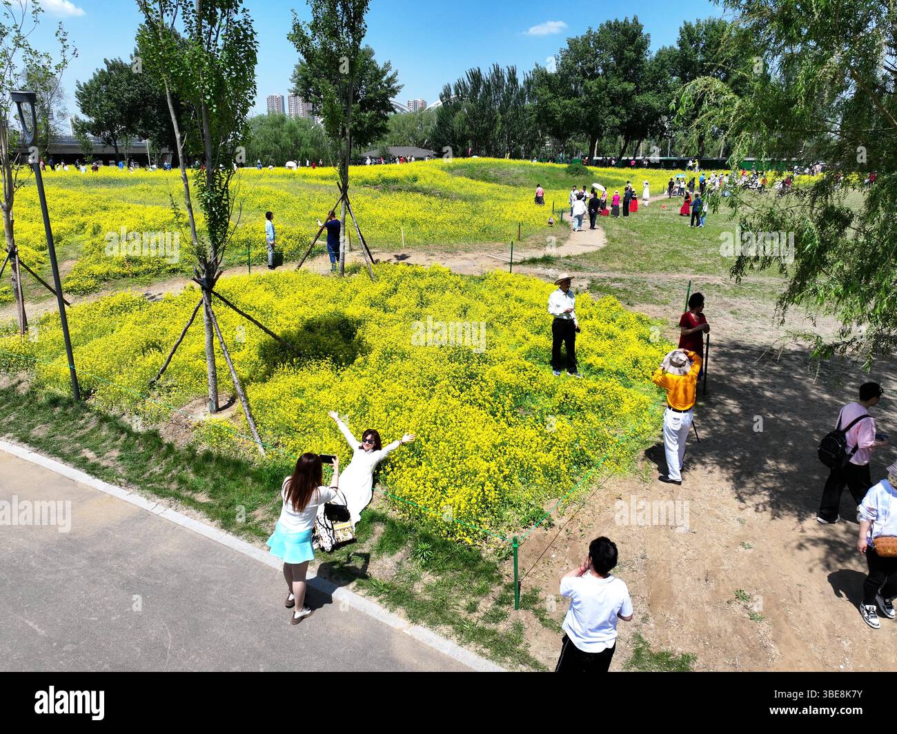 Aerial photo shows blooming cole flowers at a park in Shenyang City ...