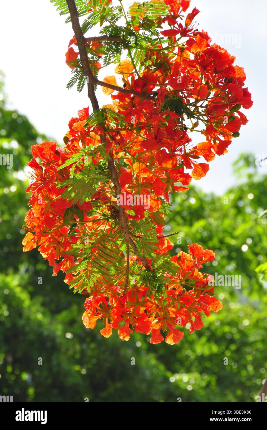 Phoenix flowers are in full bloom in Sanya City, southernmost China's ...