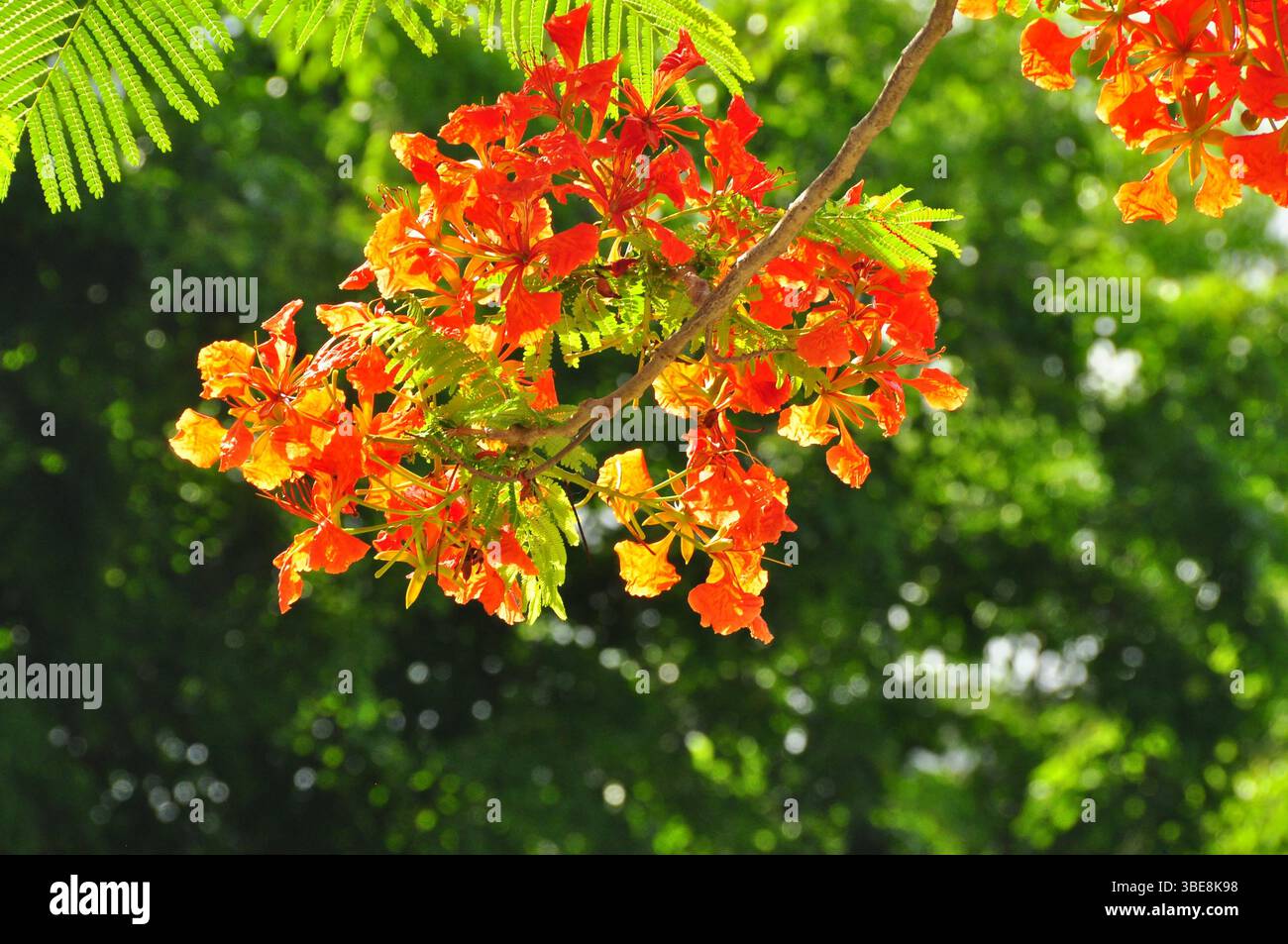 Phoenix flowers are in full bloom in Sanya City, southernmost China's ...