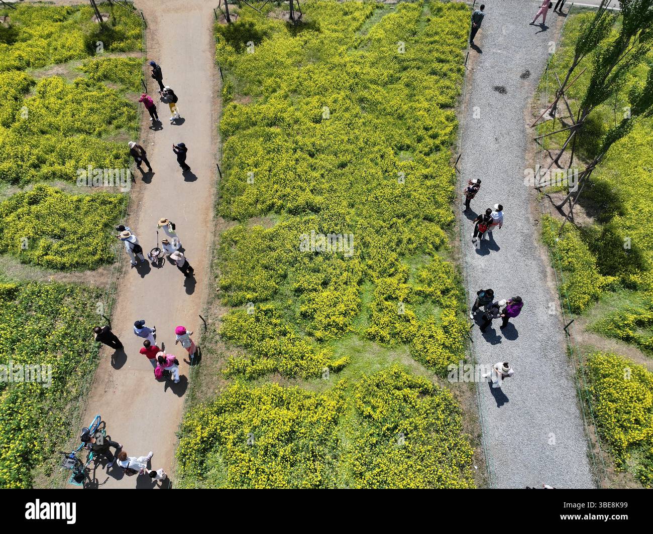 Aerial photo shows blooming cole flowers at a park in Shenyang City ...