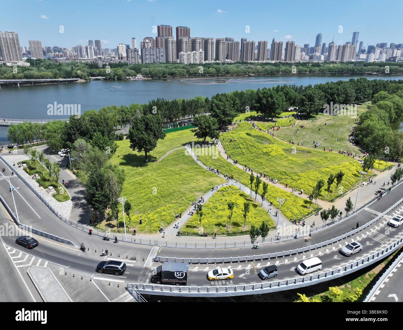 Aerial photo shows blooming cole flowers at a park in Shenyang City ...