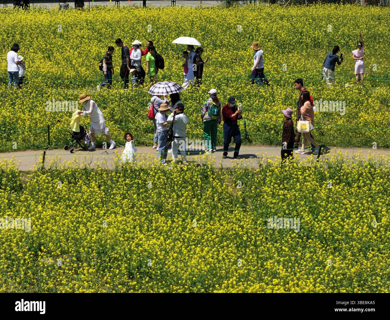 Aerial photo shows blooming cole flowers at a park in Shenyang City ...