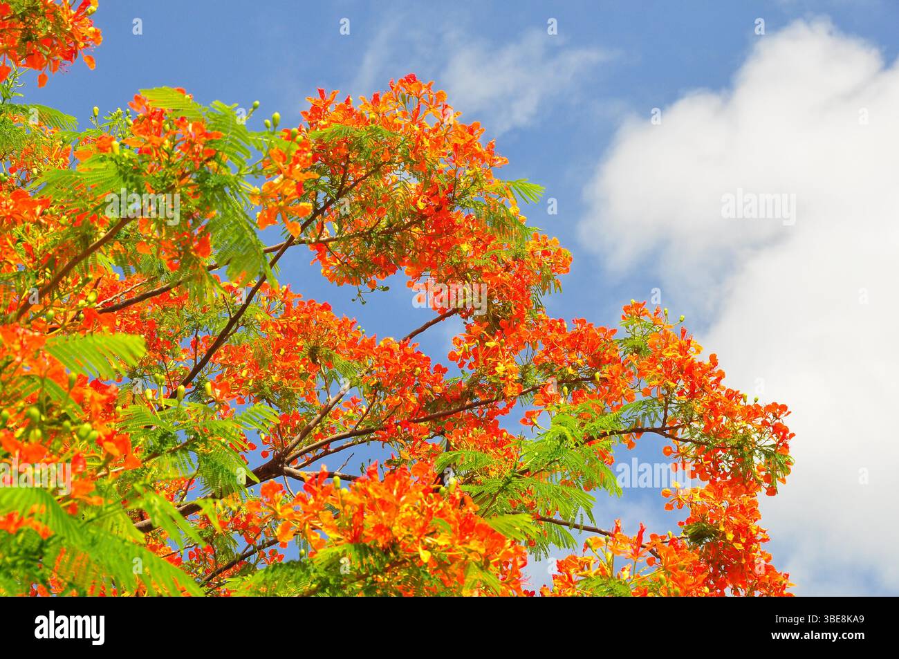Phoenix flowers are in full bloom in Sanya City, southernmost China's ...