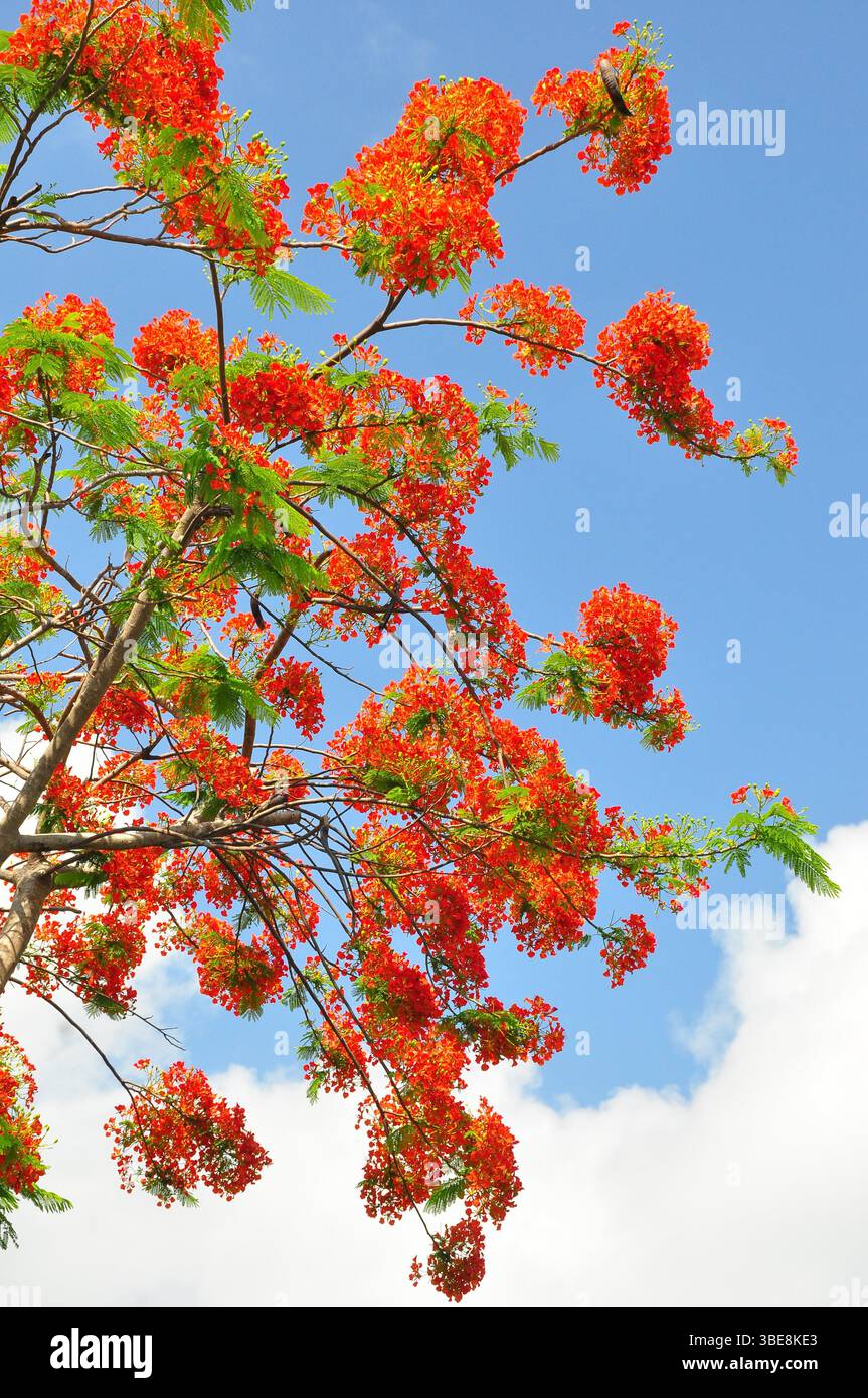 Phoenix flowers are in full bloom in Sanya City, southernmost China's ...