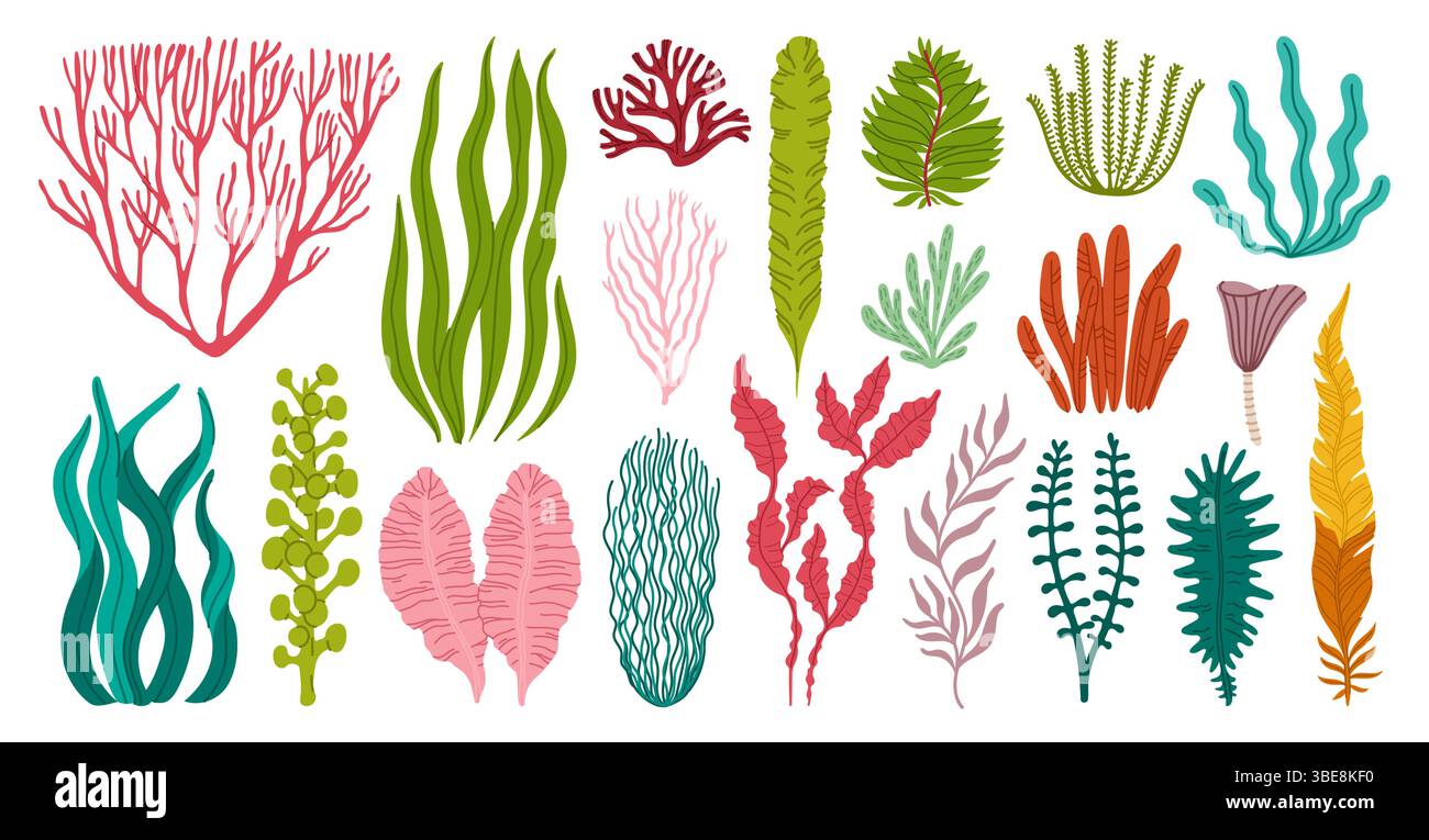 Seaweeds and corals or sea algae and underwater plants, vector cartoon ...