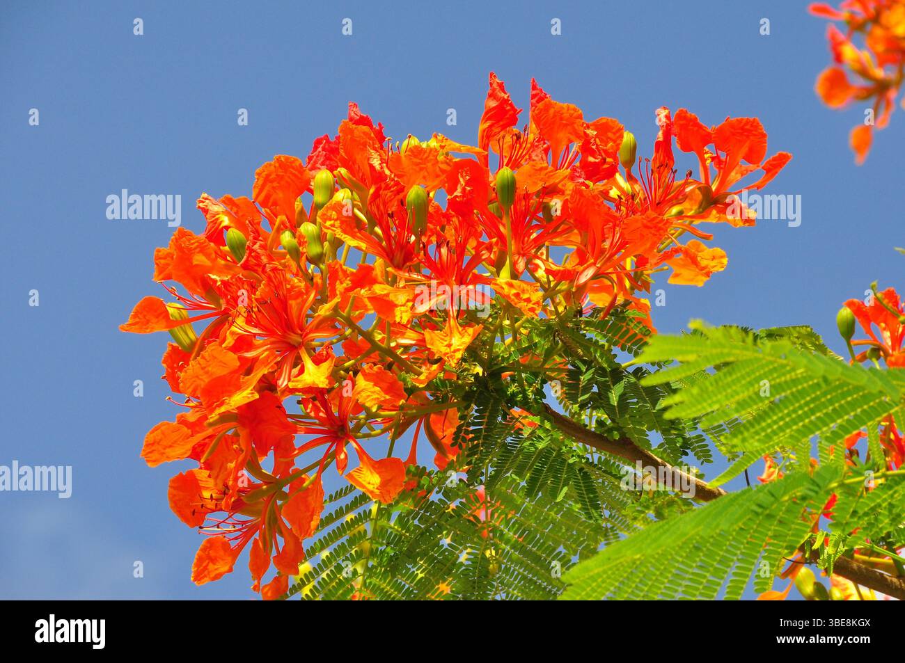 Phoenix flowers are in full bloom in Sanya City, southernmost China's ...