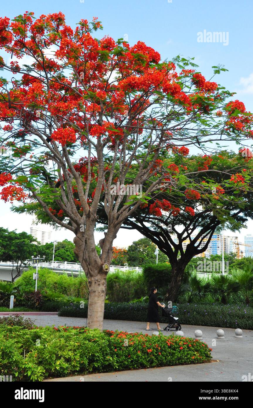 Phoenix flowers are in full bloom in Sanya City, southernmost China's ...