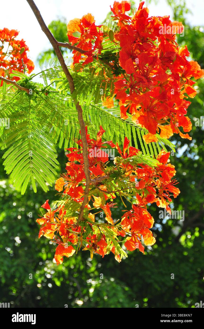 Phoenix flowers are in full bloom in Sanya City, southernmost China's ...